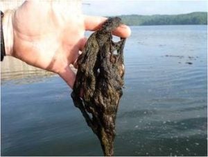 Water Quality - Aquatic Biogeochemistry LabAquatic Biogeochemistry Lab