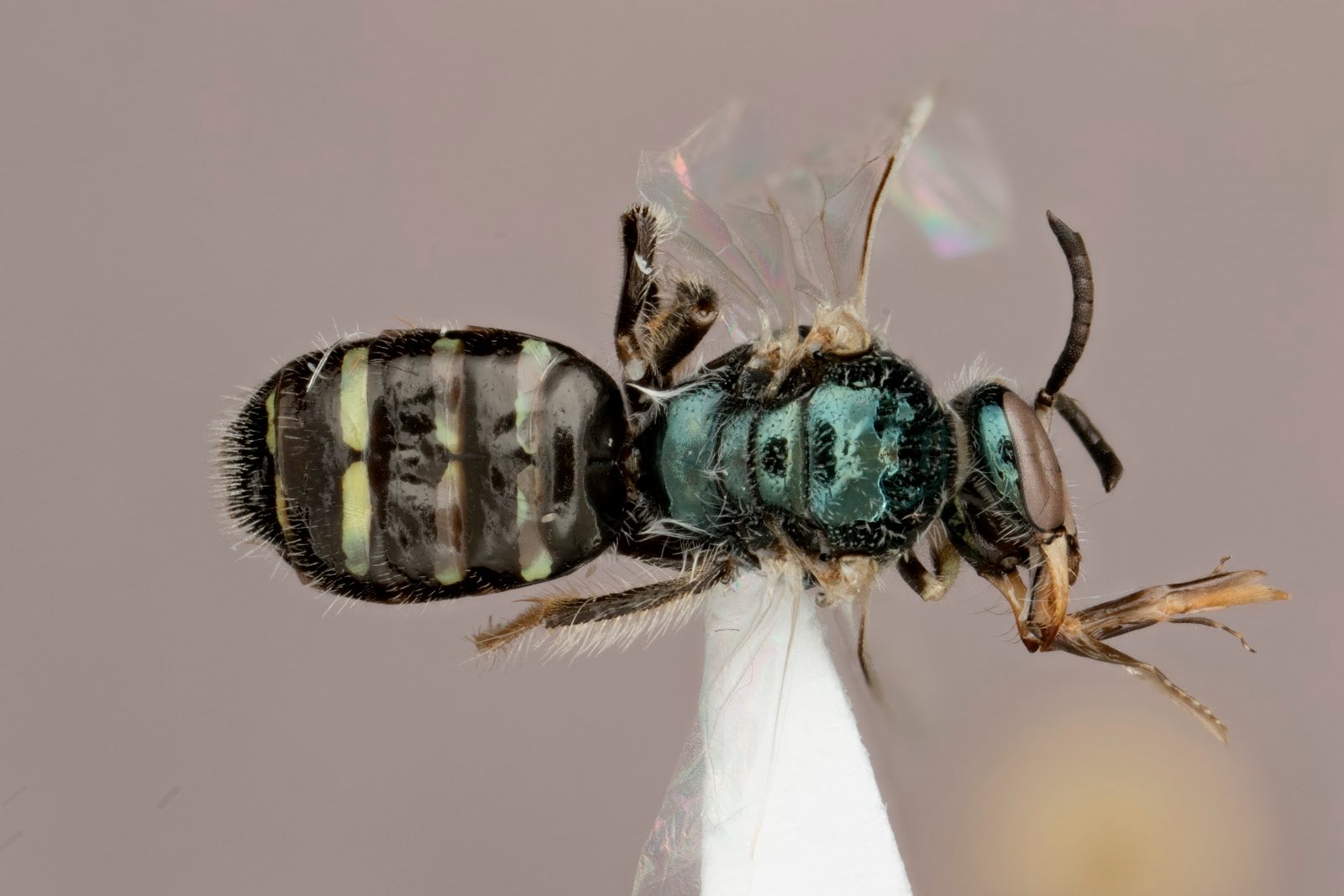 Home - Bug ClosetBug Closet | The University of Central Florida ...