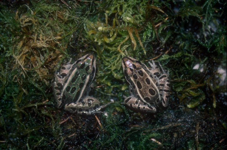 Hoffman Lab - Hoffman Lab