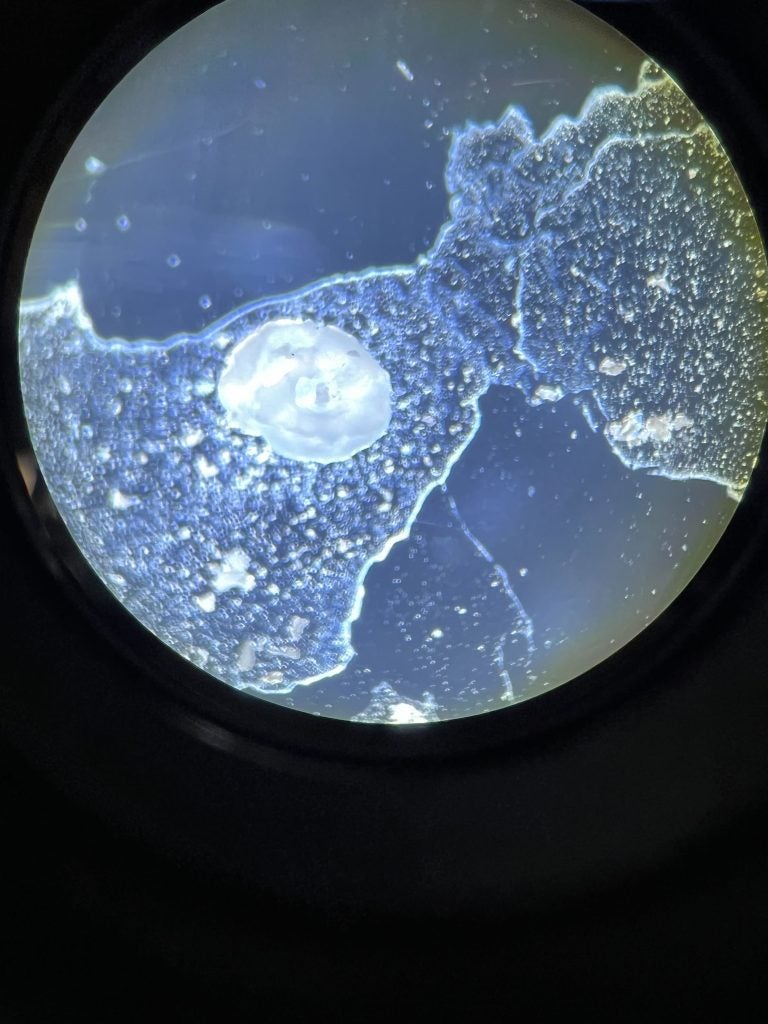 Sydney Henderson - BS Student - Lewis Lab of Applied Coastal Ecology