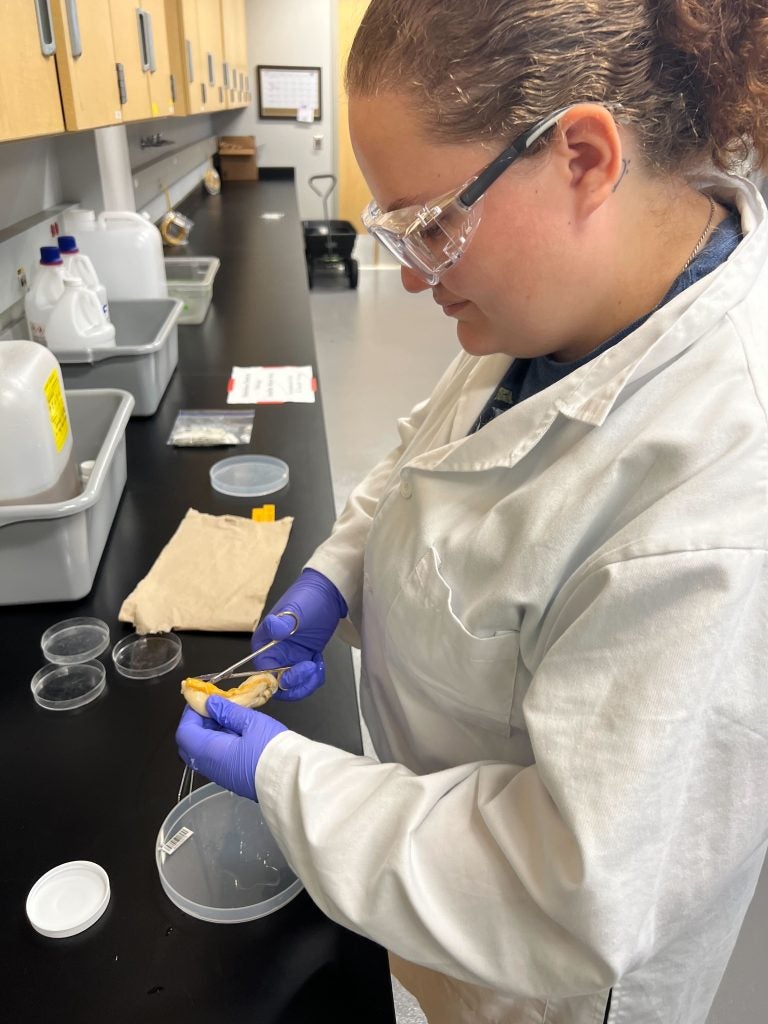 Sydney Henderson - BS Student - Lewis Lab of Applied Coastal Ecology