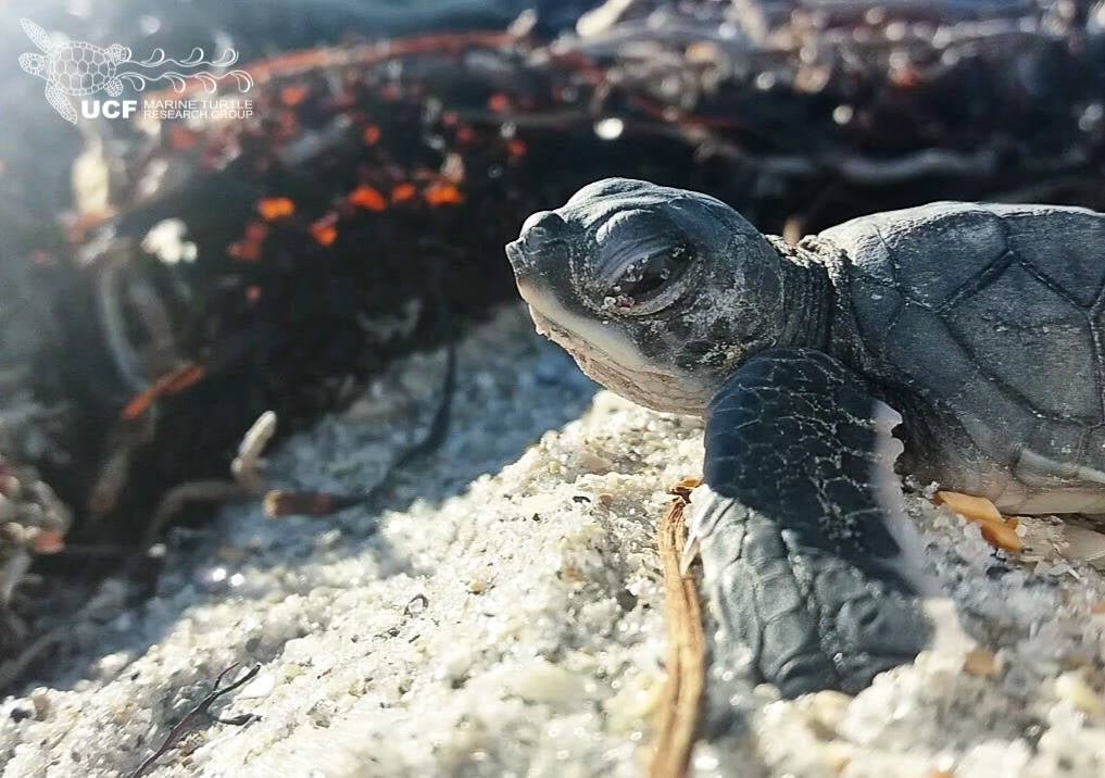 Research - Marine Turtle Research Group