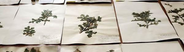Herbarium - Biology