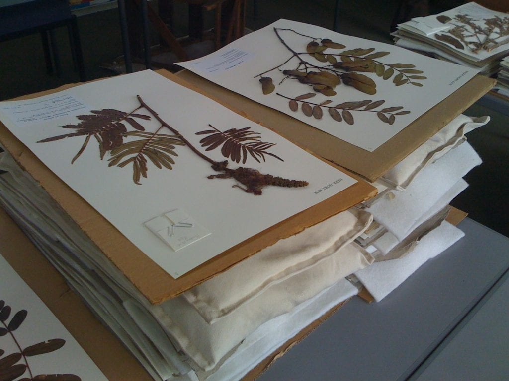 Herbarium - Biology