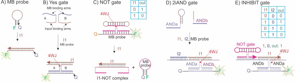 Our progress in the design of a DNA computer - The Kolpashchikov Lab