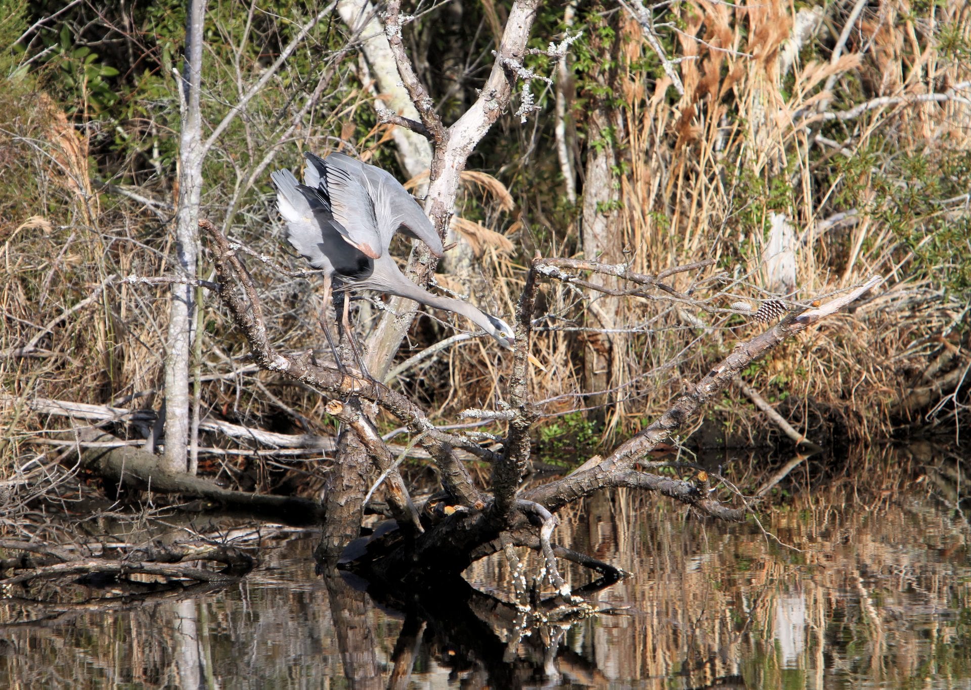 - Outstanding alumnus award given to Dr. Reed Noss - College of ...