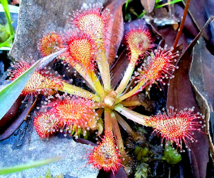 EVENT: UCF Arboretum and Campus Tour - College of Sciences News ...