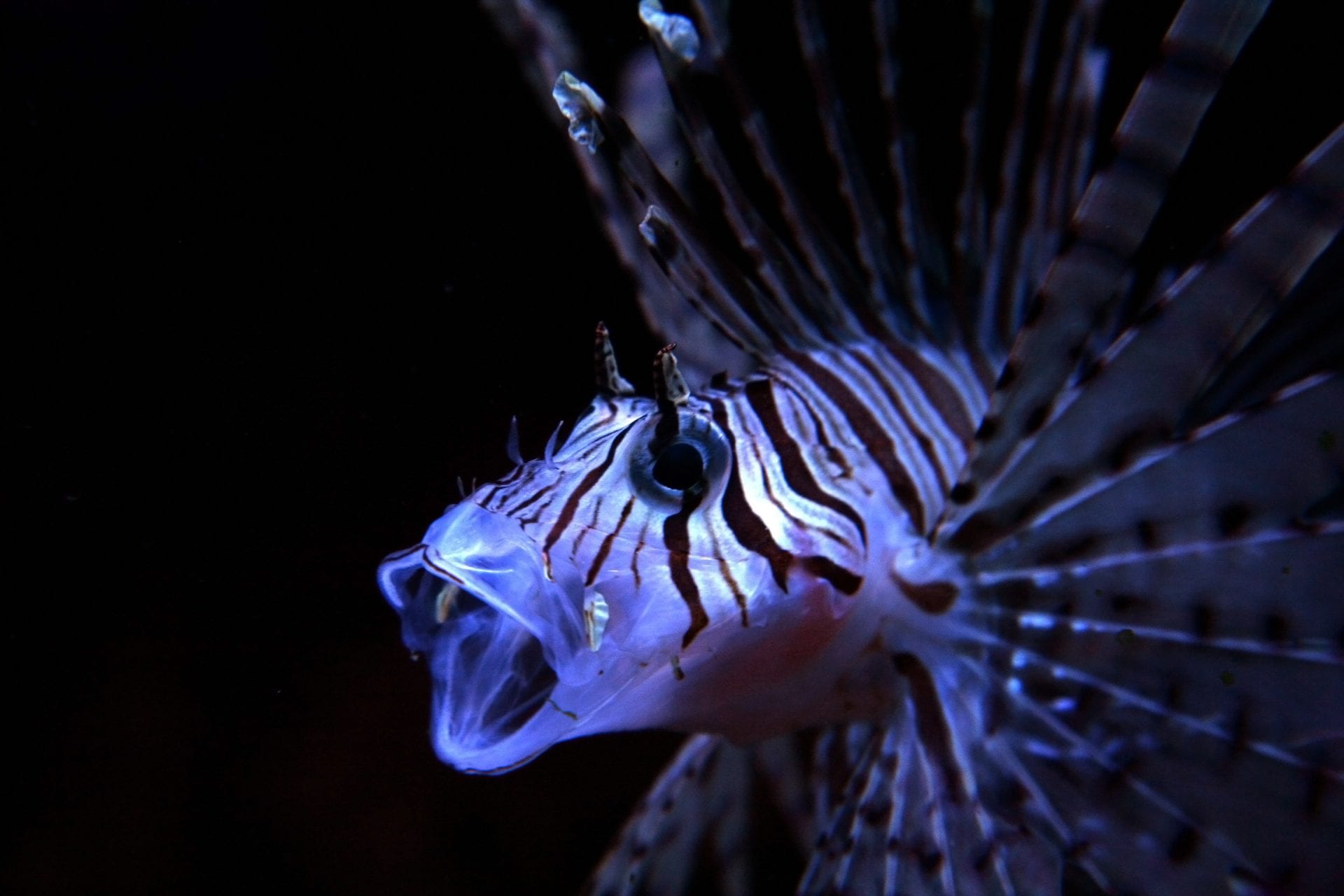 College of Sciences NewsBiology student diving for lionfish - College ...