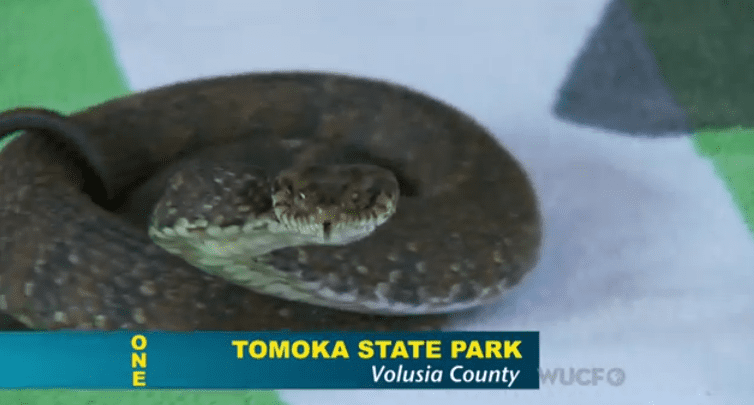 Biology team researches Atlantic Salt Marsh Snake - College of Sciences ...