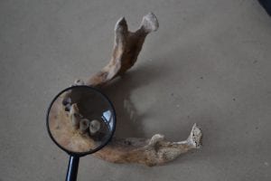 Digging up the Past - College of Sciences News - College of Sciences News