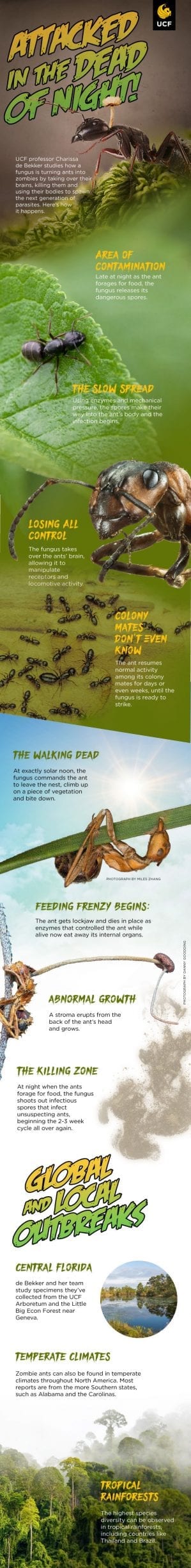 The Science Behind Zombie Ants - College of Sciences News - College of ...
