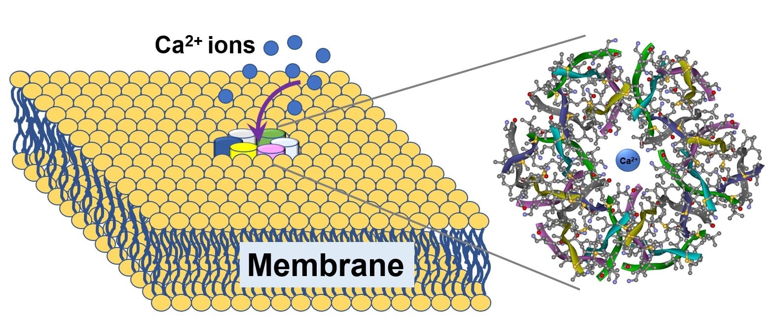 Research Unlocks Mystery of Premature Brain Cell Deaths - College of ...