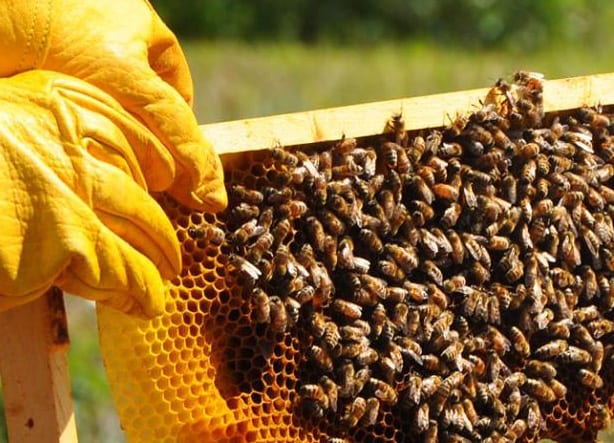 - UCF First Designated Bee Campus USA - College of Sciences News ...