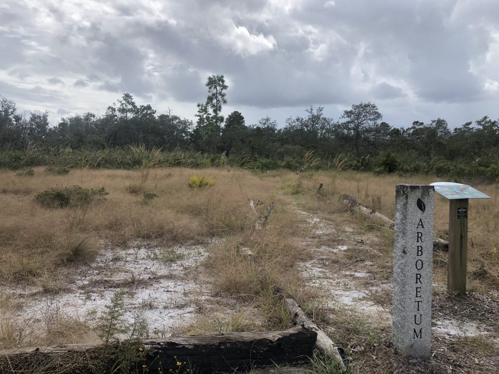 - Arboretum Scrub Restoration - College of Sciences News - College of ...