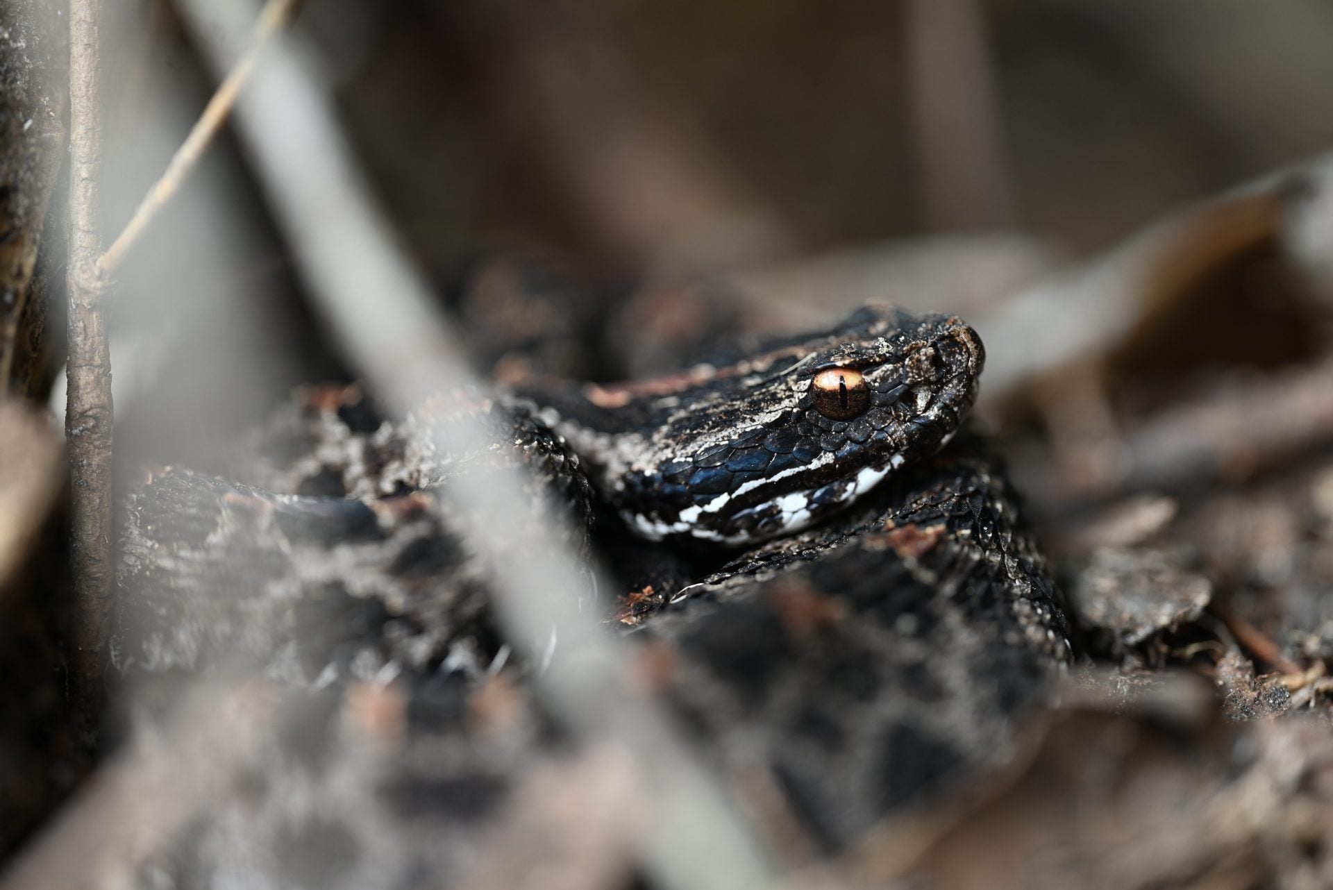 PhD. Student’s Research on Snakes is Helping Protect Florida’s ...